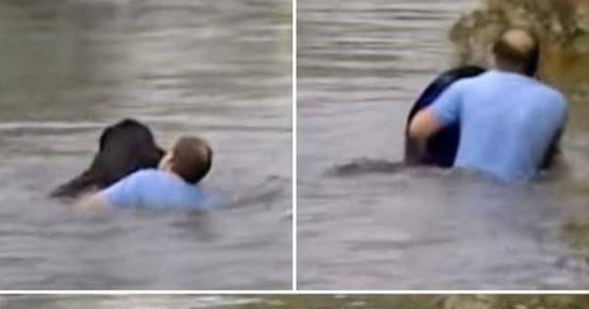 Truck Driver Jumped into Forbidden Zoo Enclosure to Rescue a Drowning ...