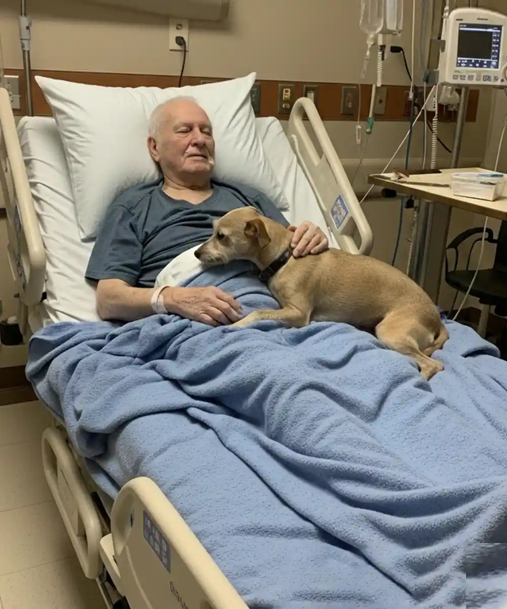 🐾 The Dog Who Kept His Promise: A Final Goodbye That Changed a Hospital ...