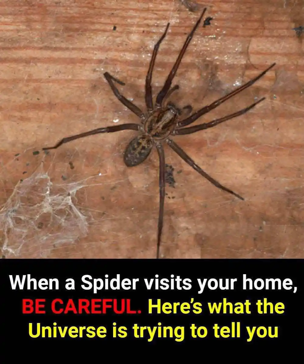 What It Means When You See a Spider in Your Home: Spiritual Signs and ...