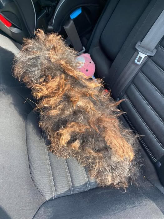 What They Found Beneath the Matted Fur Changed Everything