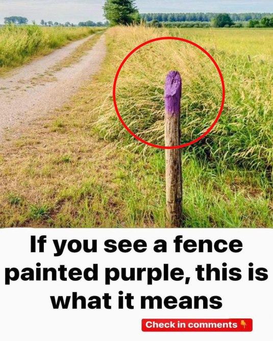 Why Some Fences Are Painted Purple